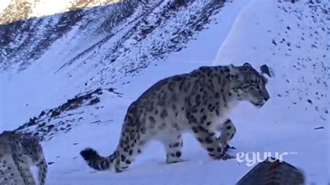 Мөнххайрханы байгалийн цогцолбор газрын камерт цоохор ирвэсийн дүрс бичигджээ Eguur Mn