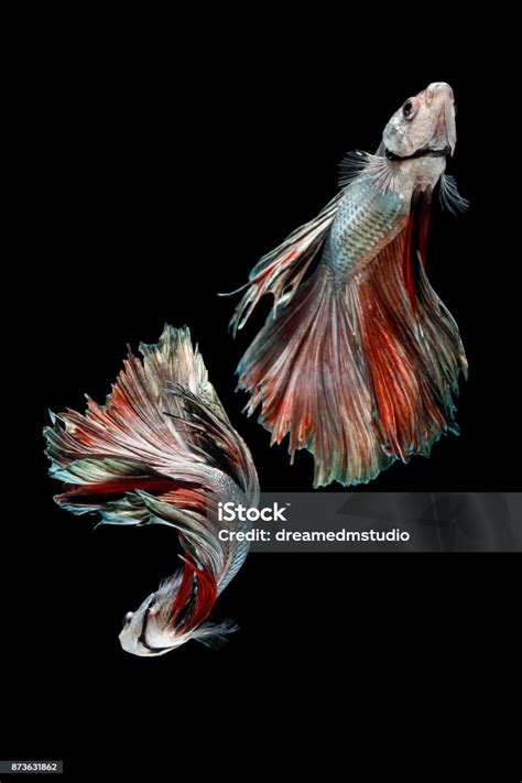 Betta の魚シャムの戦いの魚ベタ Splendens の黒い背景に分離 かわいがられているペットのストックフォトや画像を多数ご用意