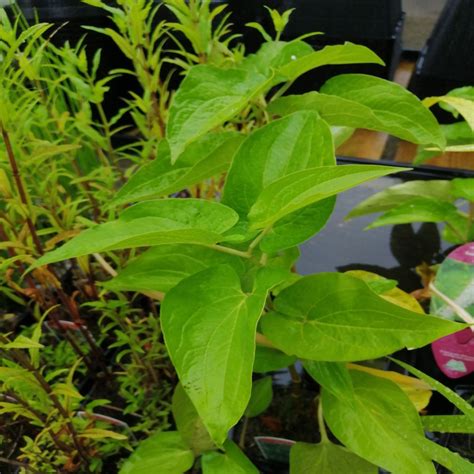 Saururus Cernuus The Water Garden