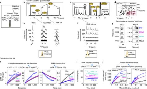 Nmr Observables Data And Mathematical Model Fits Used For Network Download Scientific Diagram