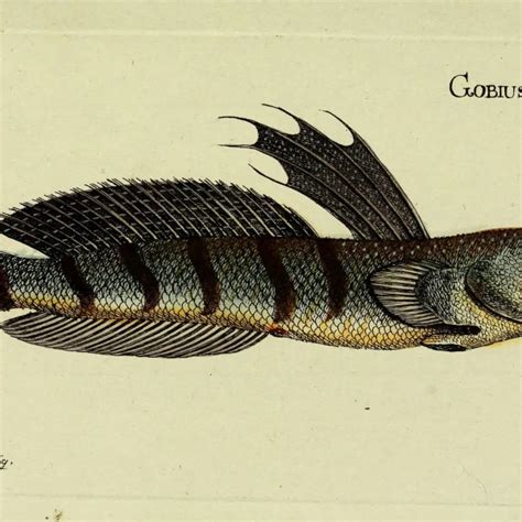 Tank Goby Facts Diet Habitat And Pictures On Animaliabio