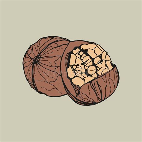Walnut Line Drawing Stock Illustrations 1 224 Walnut Line Drawing