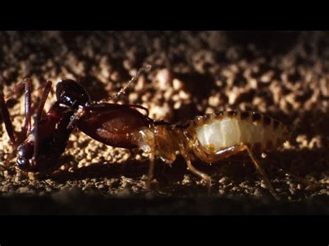 Can Ants Feast On Termites Uncovering The Truth