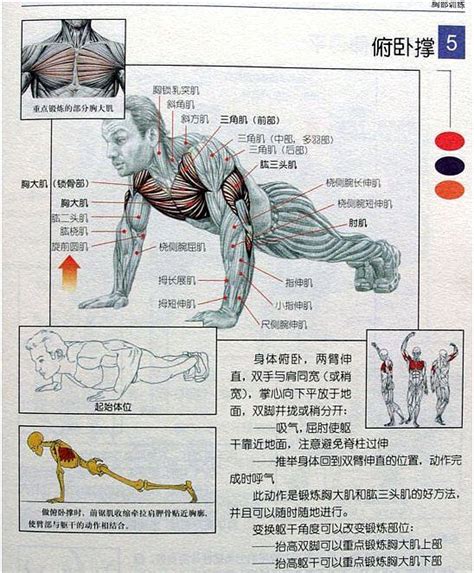 健美肌肉功能图解 健美肌肉男个人展示 伤感说说吧
