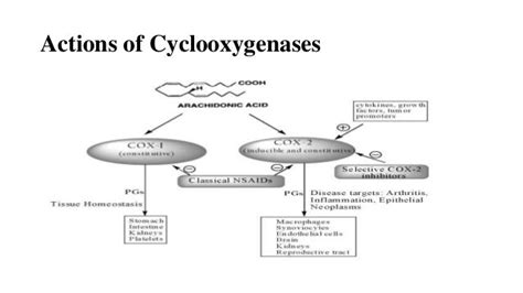 Cyclooxygenase 2 Presentation