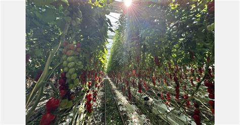 New Autonomous Scouting Robot Launched For Greenhouses New Autonomous Scouting Robot Launched For Greenhouses