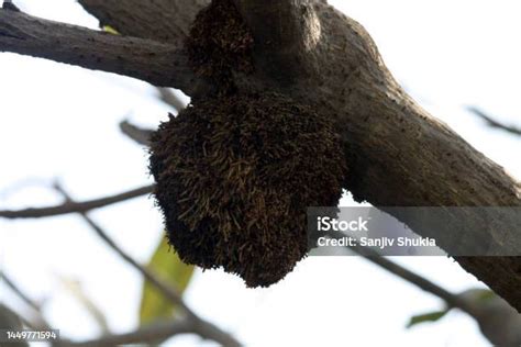 Akar Adventif Atau Udara Pada Batang Dan Cabang Pohon Plumeria Foto Stok Unduh Gambar Sekarang