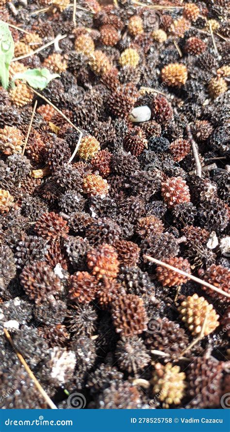Under The Tree Lie Many Small Cones Of The Coniferous Family Stock Photo Image Of Plant