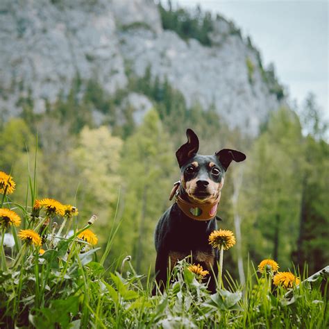 Keeping Your Dog Cool Summer Safety Hiro Wolf