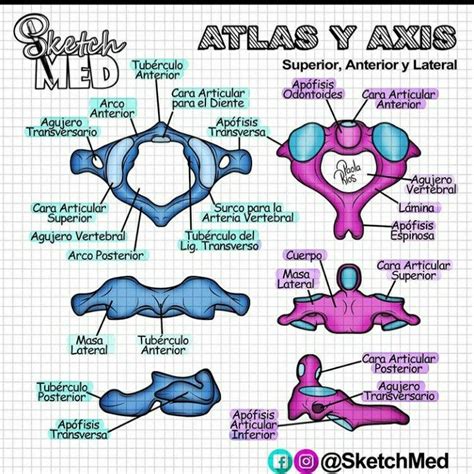 Atlas Y Axis En 2024 Anatomía Médica Libros De Anatomia Anatomia Y