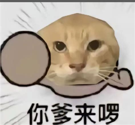 霸气橘猫表情包，配文 你爹来啰”，尽显嚣张气势 可爱猫meme耄耋猫表情包大合集表情包图片动图 求表情网斗图从此不求人