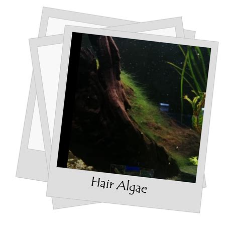 Green Algae Control Aquadip