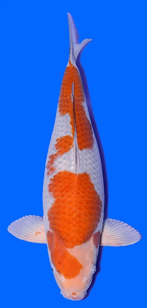 Ochiba Ozumi Ikarashi 51cm Sansai Female HQ KoiAqua De