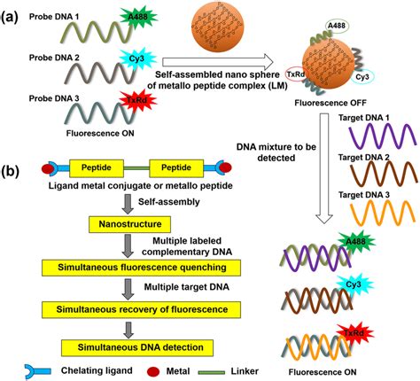 A Stepwise Representation Of Simultaneous Detection Of Multiple Dna Download Scientific
