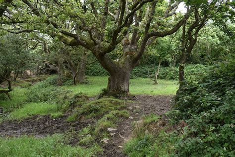 Oak Tree Near Bramble Farm Simon Mortimer Cc By Sa 2 0 Geograph