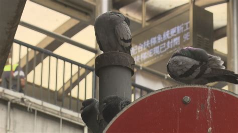 專家發現人類向動物傳播病毒多過動物傳人 Now 新聞