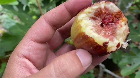 تين براون تركي انكليزي اولمبيان Olympian Fig Brown Turkey English Fig