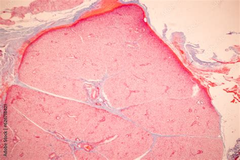 Showing Light Micrograph Of The Tongue Human Tooth Human Parotid