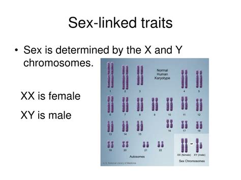 Ppt Codominance And Sex Linked Traits Powerpoint Presentation Free Download Id