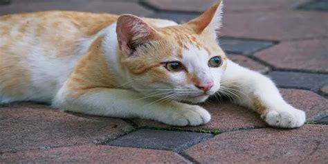 Why Do Cats Bob Their Heads Poultry Care Sunday