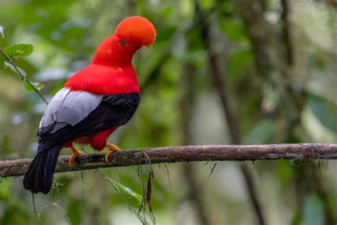 Más De 50 Animales Nativos Del PerÚ Y Sus Características