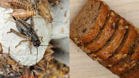 Fact Check Is The Eu Really Going To Force Us To Eat Insects Without