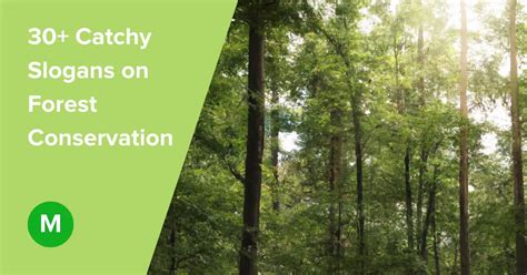 30 Catchy Slogans On Forest Conservation Moneyryde 2023