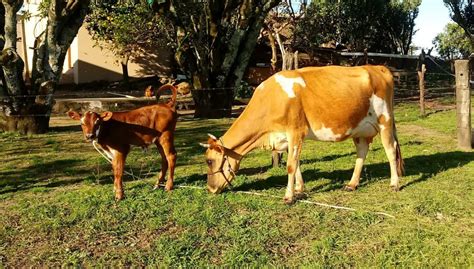 PORTAL FARRAPO Classificados Agro Vendo Vaca Jersey Cria