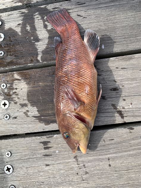 同定お願い致します WEB魚図鑑