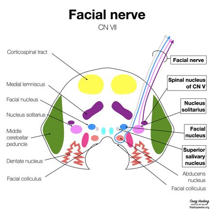 Cranial Nerve Nuclei Axial Diagrams Radiology Case Radiopaedia Org