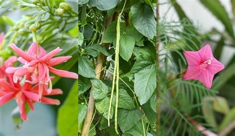 รวมพันธุ์ไม้ใช้ทำม่าน รั้วบ้าน ซุ้มบังแดด นานาประโยชน์จากธรรมชาติ