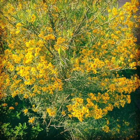 Feathery Cassia Senna Artemisioides In Warm Arid Climates You Can