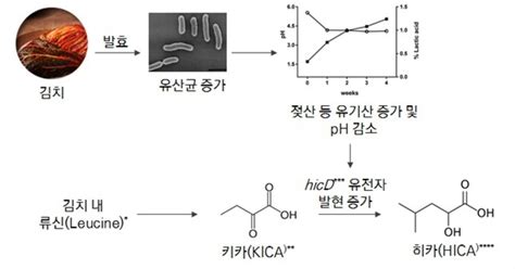 면역항균성 뛰어난 김치 발효 물질 찾았다