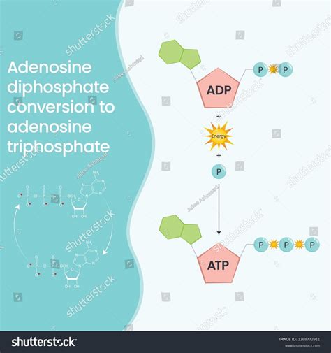 Adenosine Triphosphate Adenosine Diphosphate Comparison Cycle Stock Vector Royalty Free