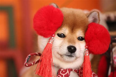 广州能养柴犬或者秋田吗？这两个狗狗哪个适合新手？ 知乎