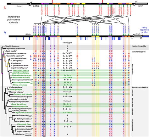 The Fate Of Sex Chromosomes During The Evolution Of Monoicy From Dioicy