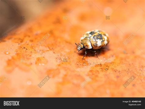 Varied Carpet Beetle Image And Photo Free Trial Bigstock
