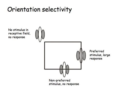 Perception Lecture Notes Lgn And V1
