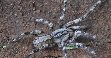 A New Species Of Tarantula Was Recently Discovered In Sri Lanka