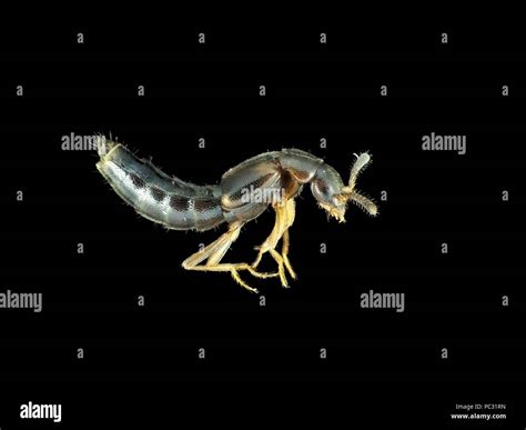 Bug Vore Telegraph