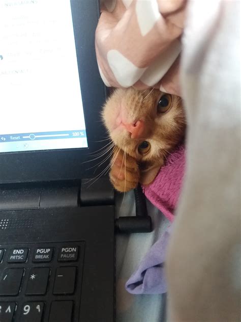 Goblin Kitty In Action R Aww