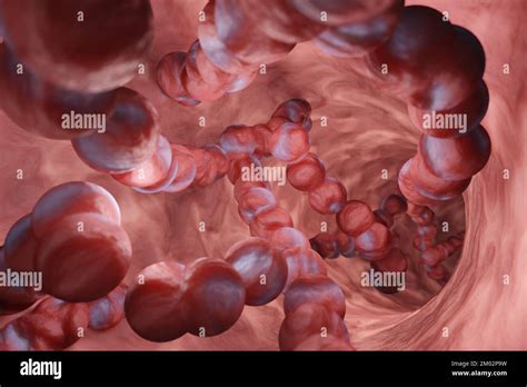 Streptococcal Bacteria