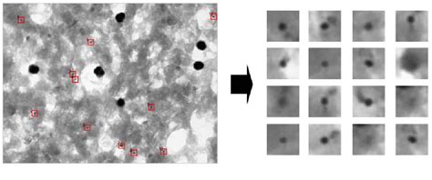Figure 1 From Morphological Feature Extraction From Low Quality Of