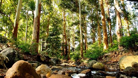 Tokai Forest Archives Tokai