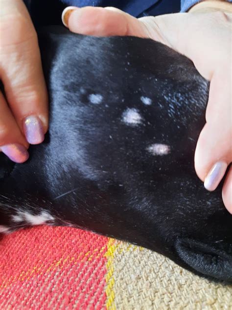 Does Anyone Elses Gsp Have These Spots R Gsp