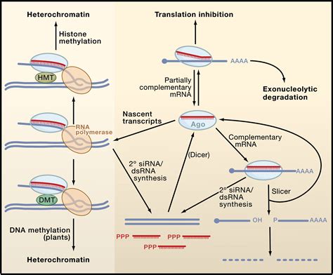 Origins And Mechanisms Of MiRNAs And SiRNAs Cell