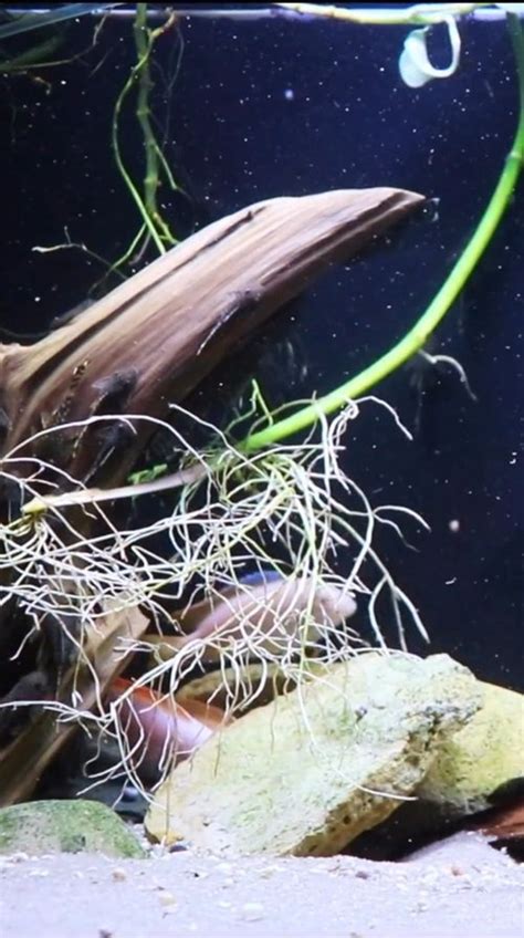 Awesome Pothos In Aquarium Ideas Balcony Garden Web