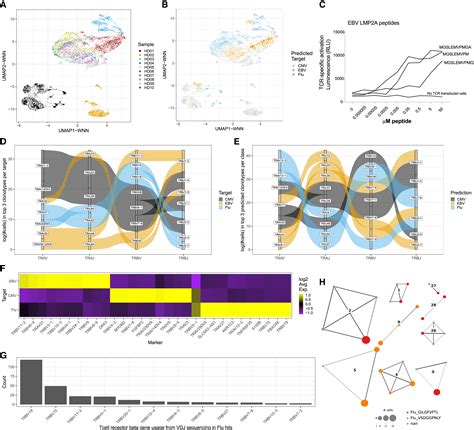In Depth Analysis Of Human Virus Specific Cd8 T Cells Delineates