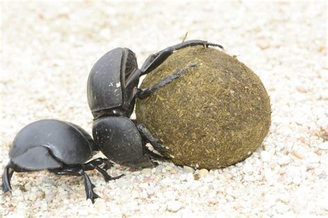 45 Curiosidades Del Escarabajo Pelotero ¡lo Que No Sabias