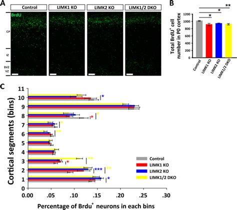 Limk1 And Limk2 Regulate Cortical Development Through Affecting Neural